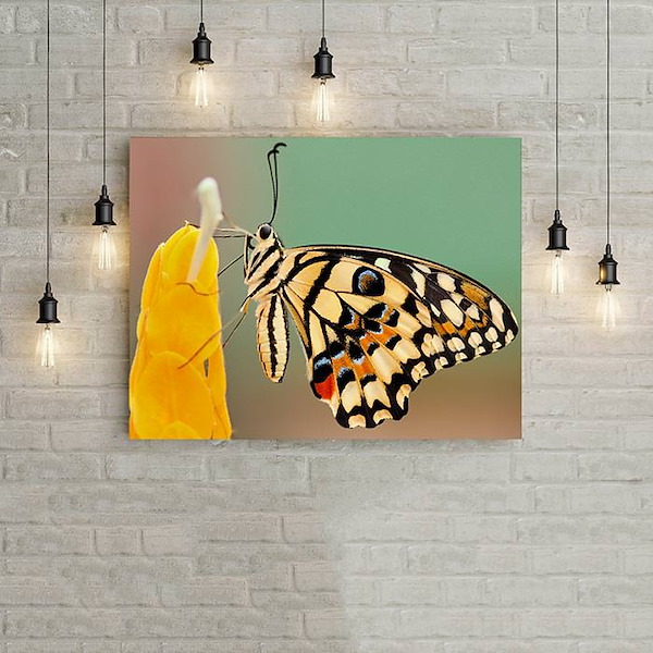 Colonial Photo and Hobby: quality photo prints, books, and canvas.